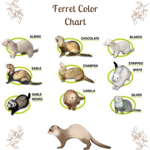 Ferret Colors Patterns Chart